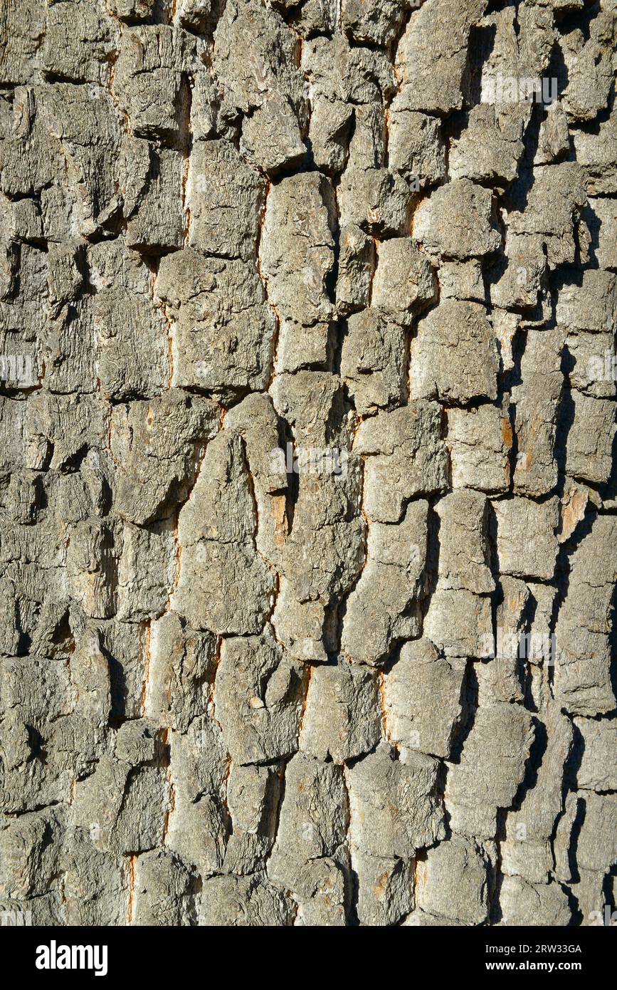 Old bark texture hi-res stock photography and images - Alamy