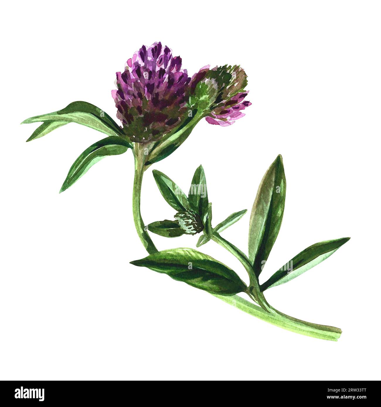 Wild clover flower. Sketch. The watercolor illustration is hand-drawn ...