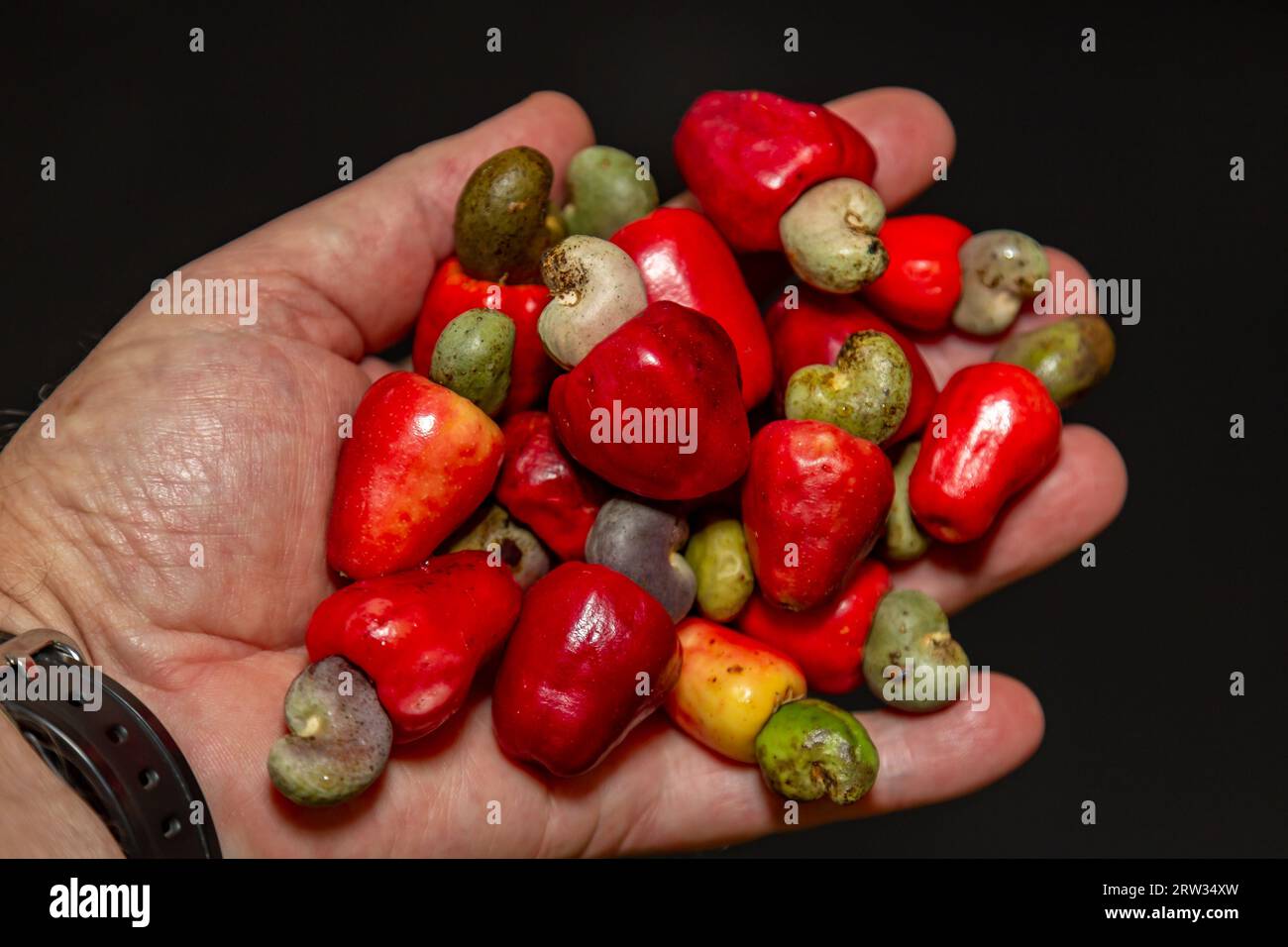 The cerrado cajuzinho (Anacardium humile), also known as cajuzinho-do ...