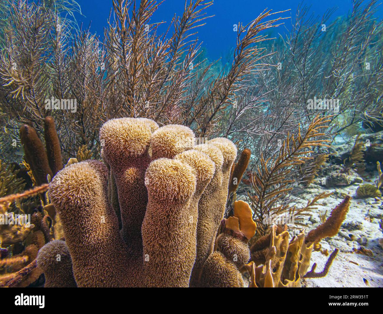 Caribbean coral reef off the coast of the island of Bonaire, pillar ...