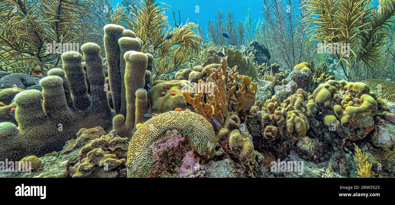 Caribbean coral reef off the coast of the island of Bonaire, pillar ...