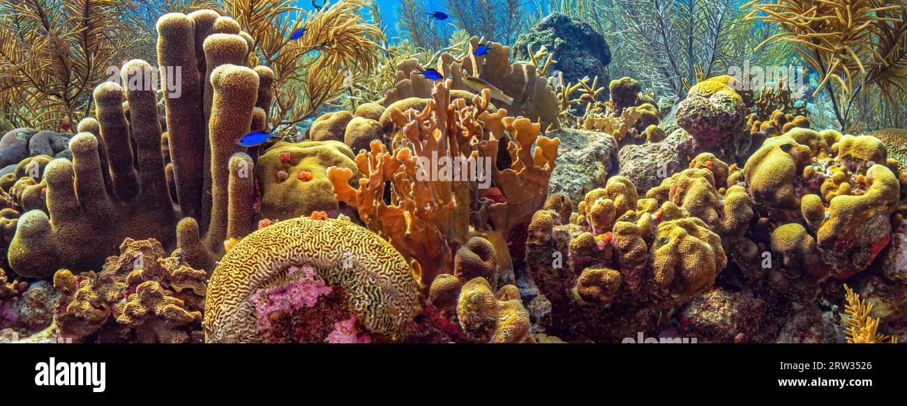 Caribbean coral reef off the coast of the island of Bonaire, pillar ...
