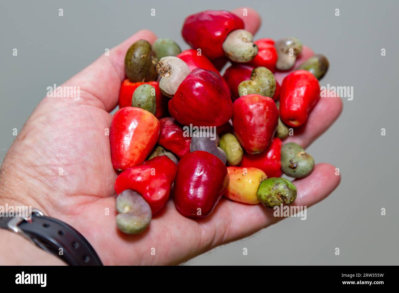 The cerrado cajuzinho (Anacardium humile), also known as cajuzinho-do ...