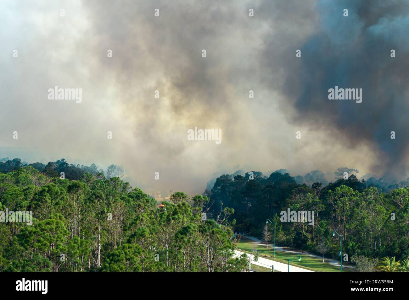 Huge wildfire burning severely in Florida jungle woods. Hot flames in ...