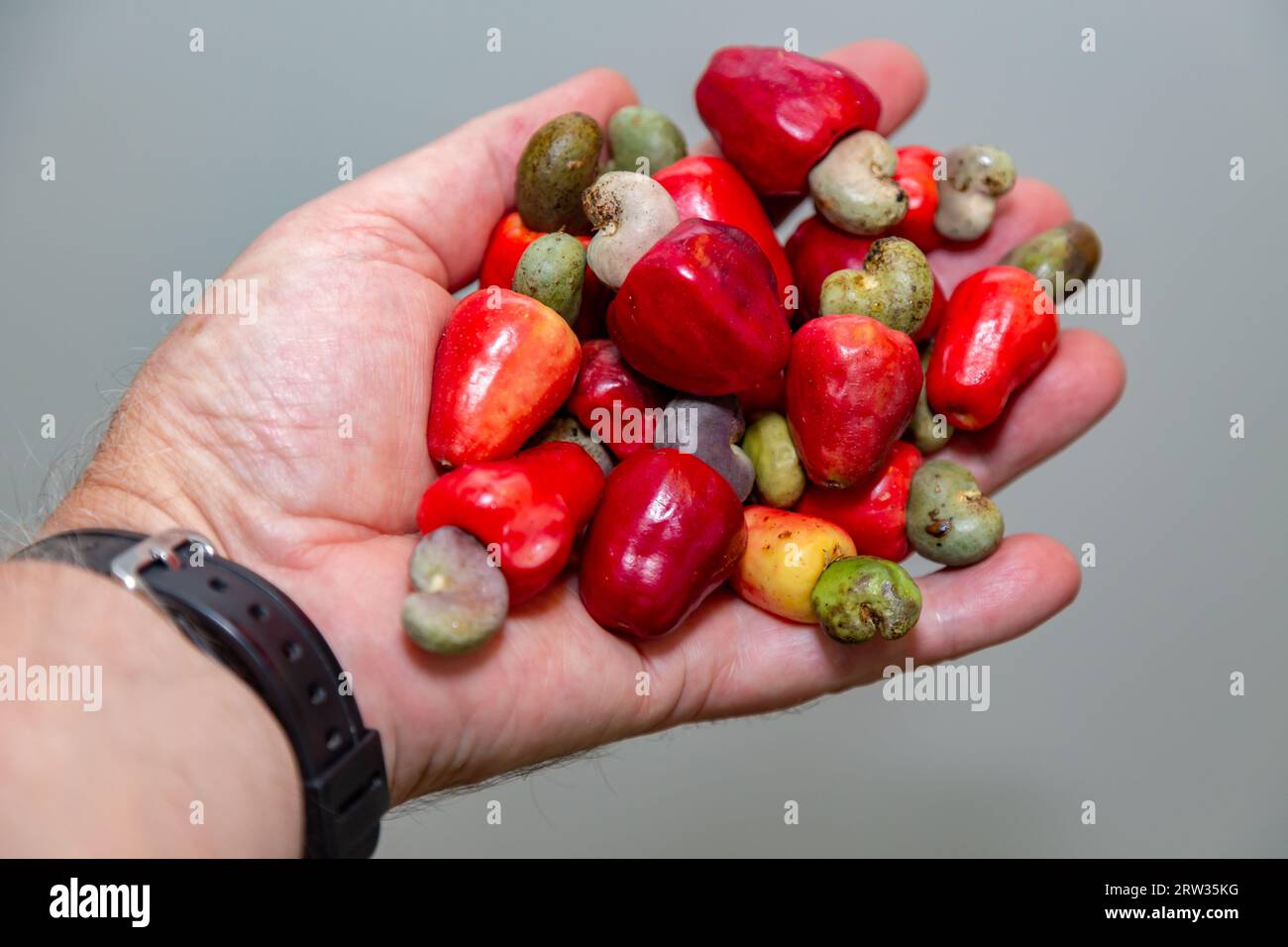 The cerrado cajuzinho (Anacardium humile), also known as cajuzinho-do ...