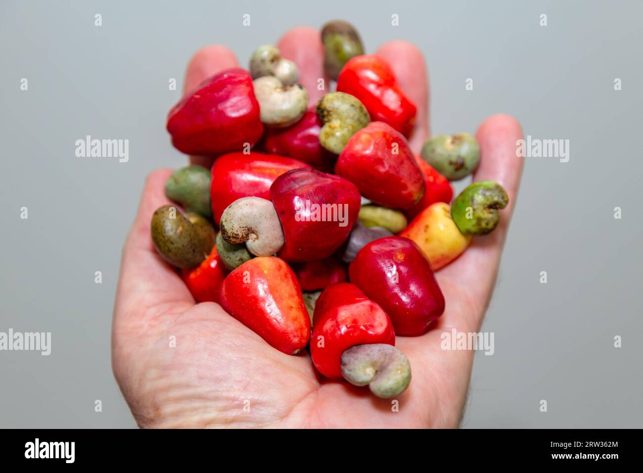 The cerrado cajuzinho (Anacardium humile), also known as cajuzinho-do ...