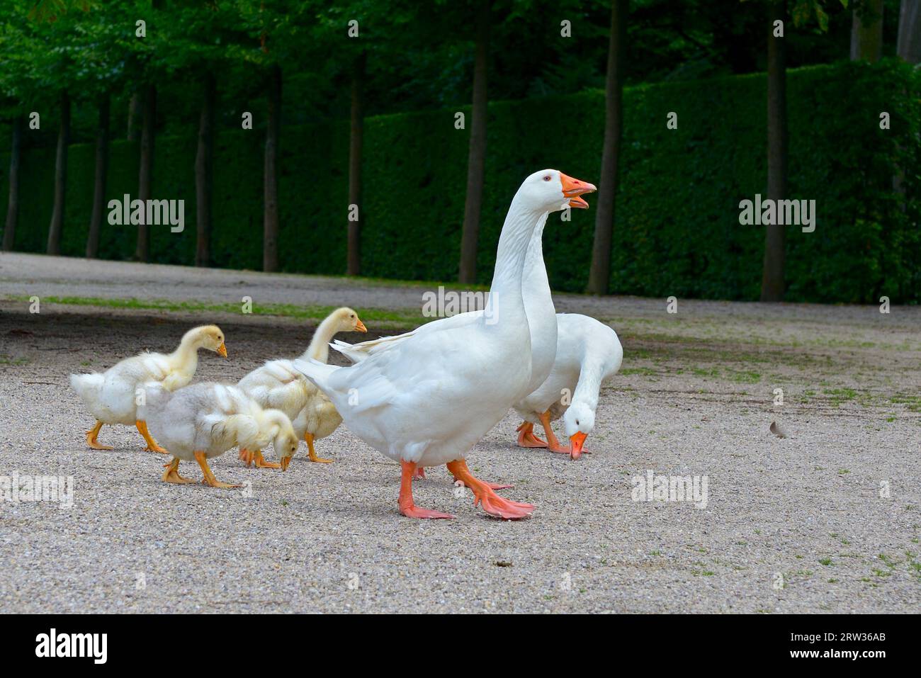Geese walking in meadow poultry hi-res stock photography and images - Alamy