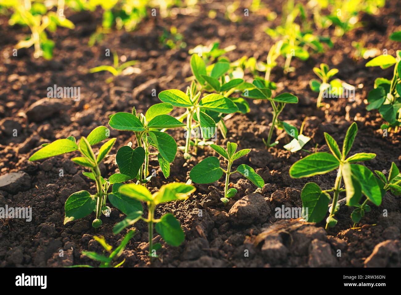 Small sprouts soybean plant hi-res stock photography and images - Alamy