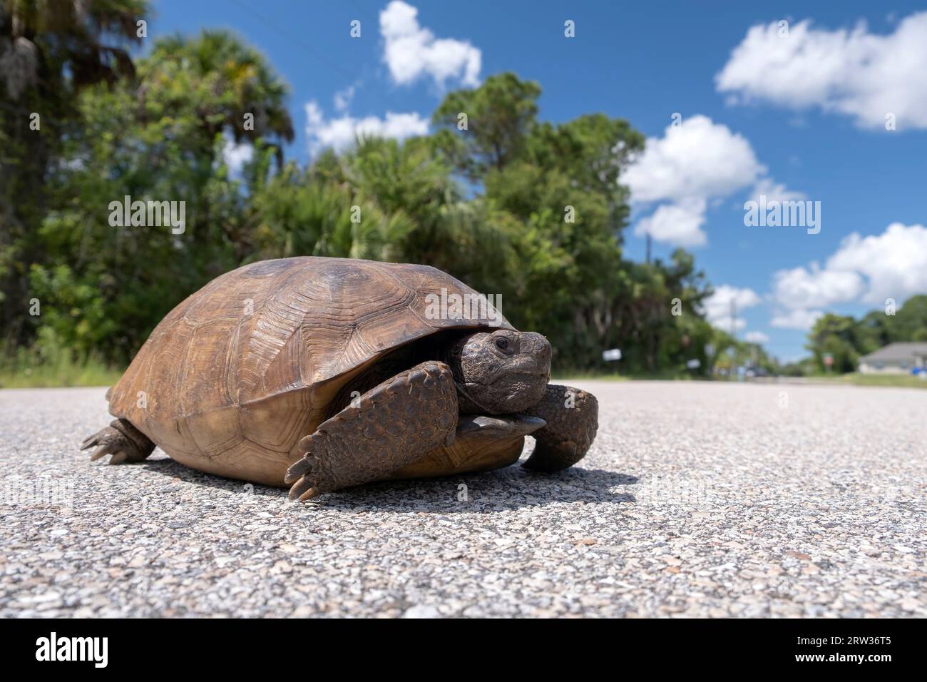 Wild Gopher tortoise crossing rural street in southern Florida ...