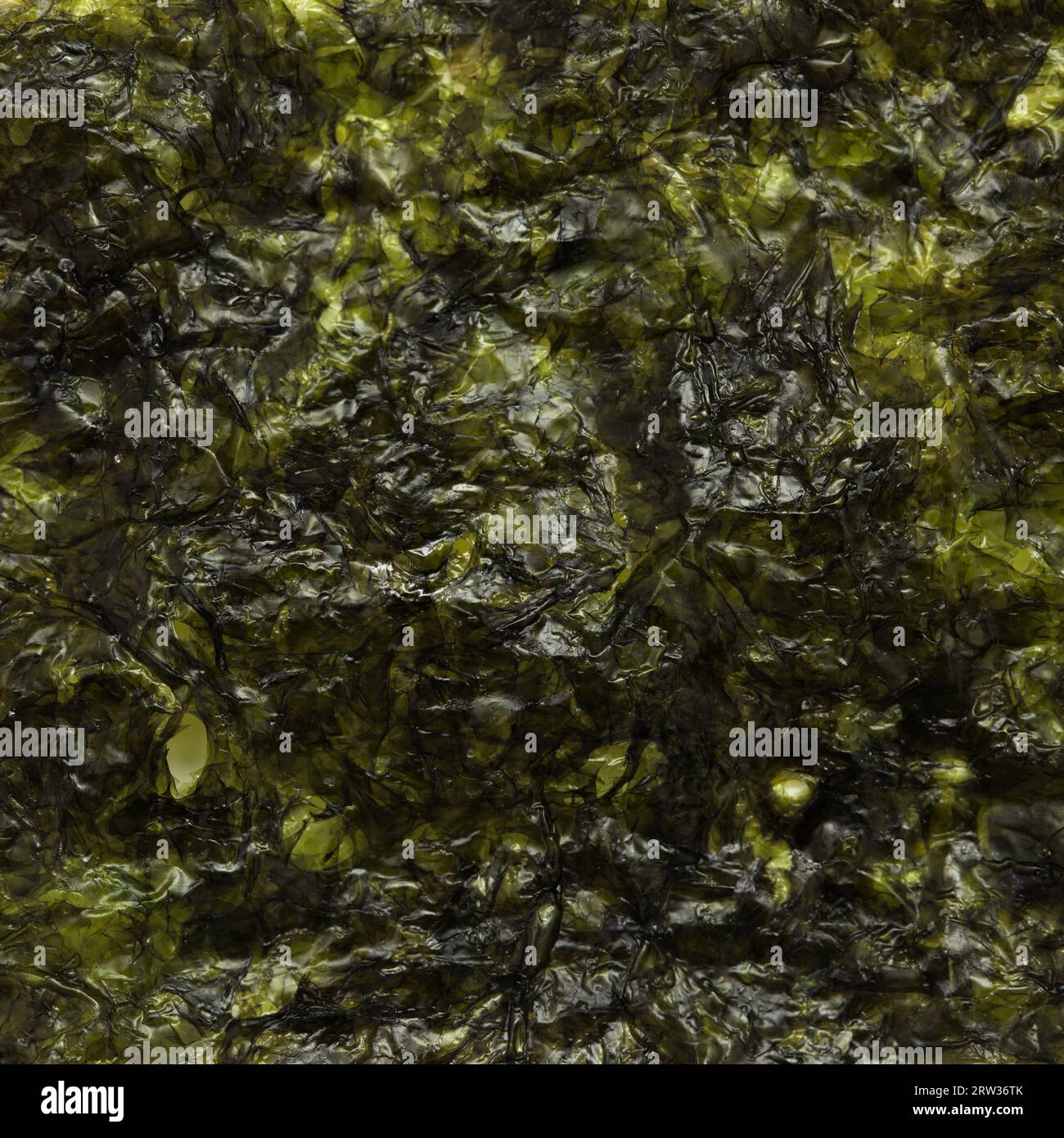 Thin sheets of dried and seasoned edible seaweed, kim, ingredient in ...