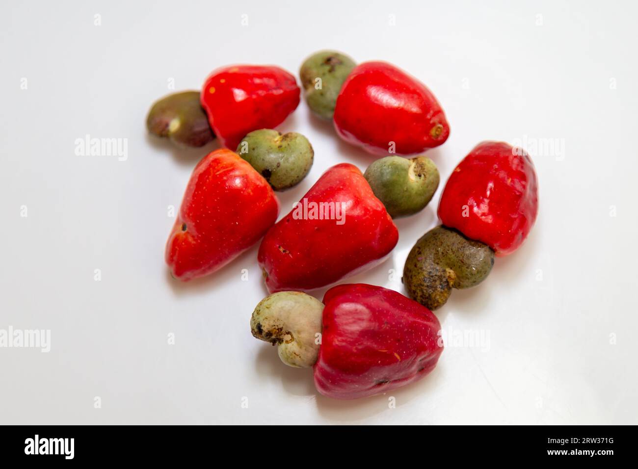 The cerrado cajuzinho (Anacardium humile), also known as cajuzinho-do ...