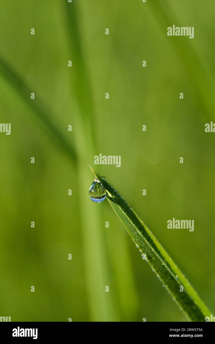 Late summer morning dew in grass. Detail on reflection in large water ...