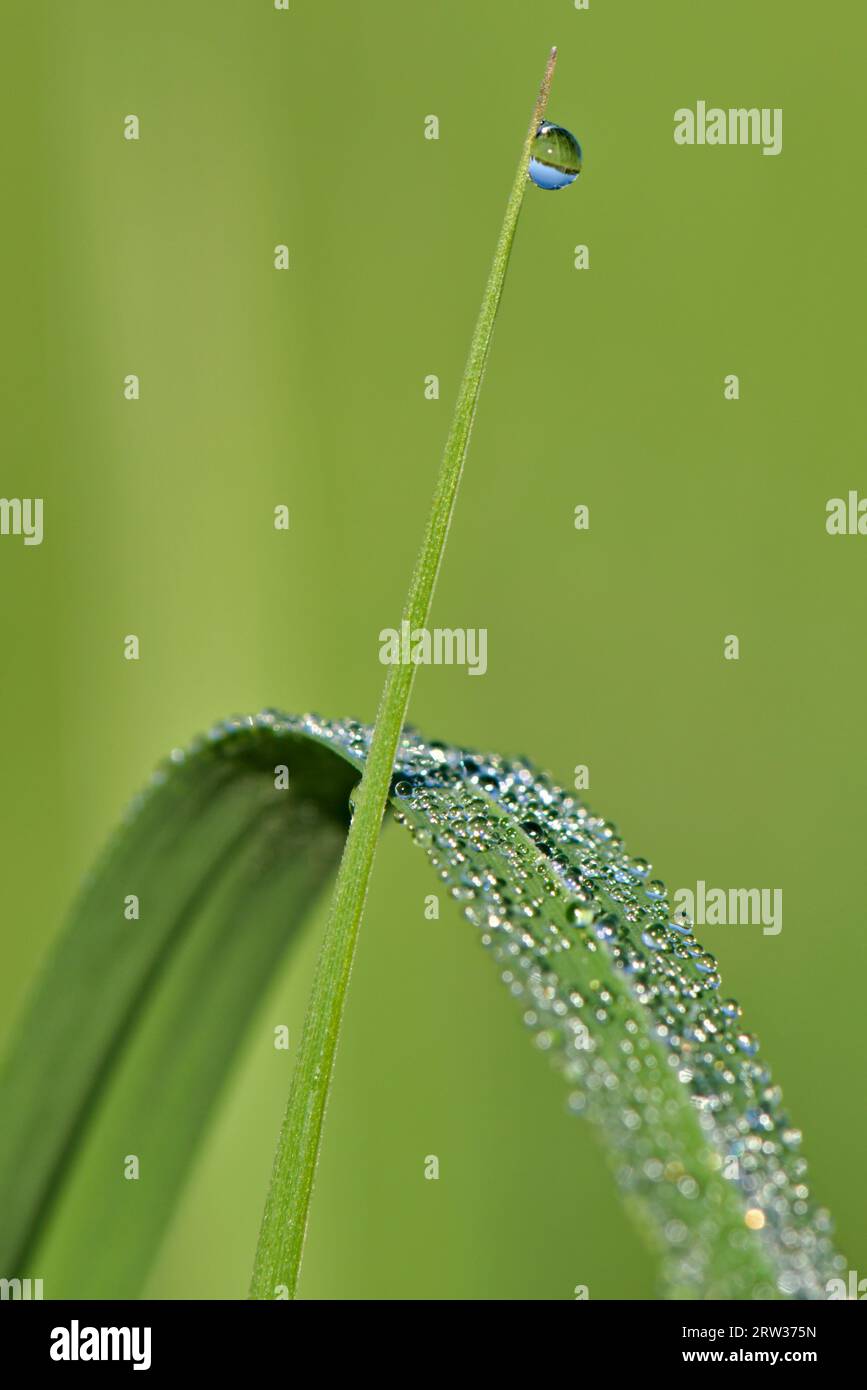 Late summer morning dew in grass. Detail on reflection in large water ...