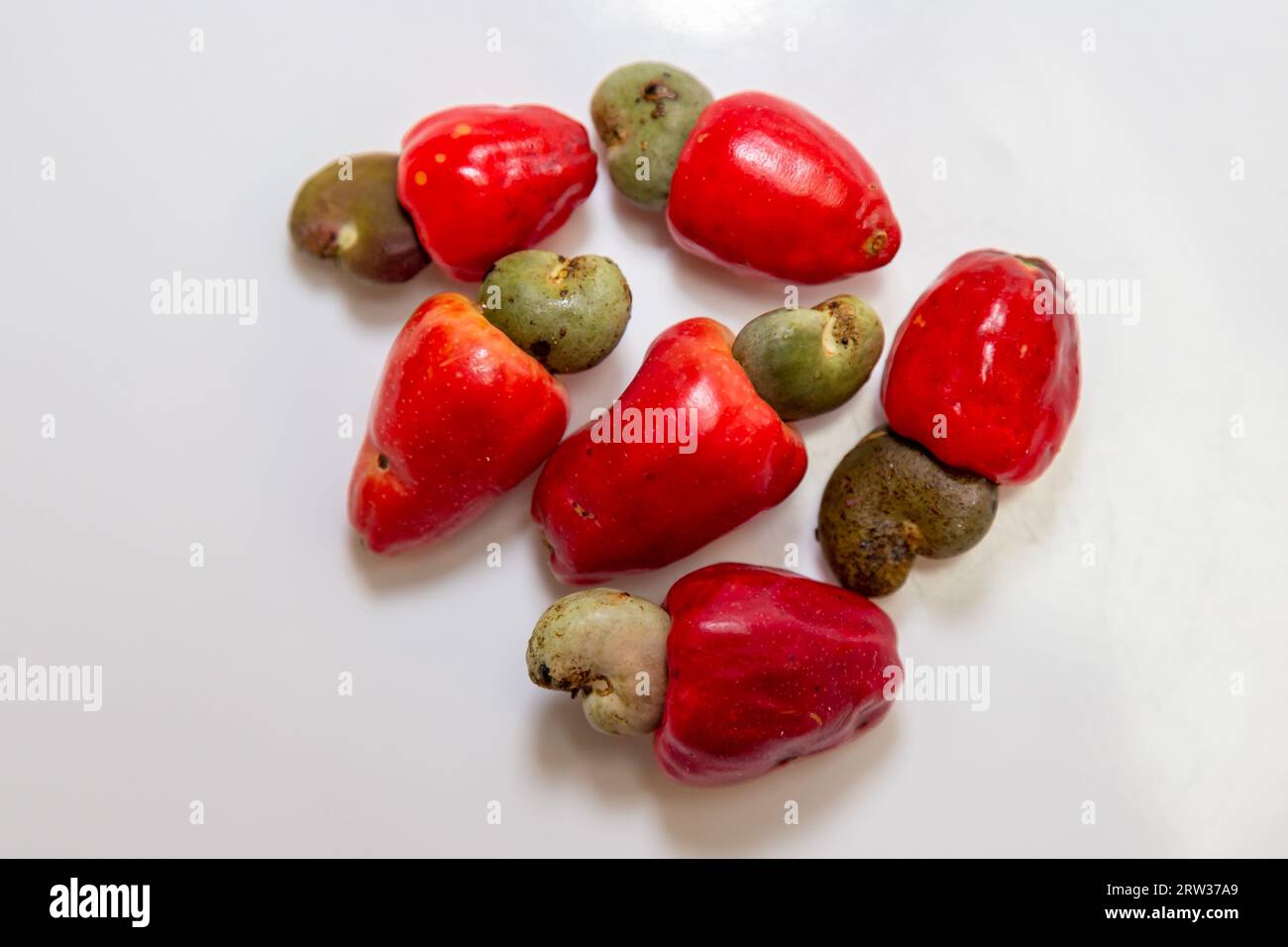 The cerrado cajuzinho (Anacardium humile), also known as cajuzinho-do ...