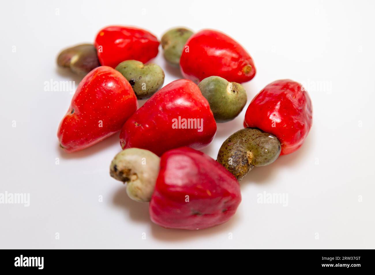 The cerrado cajuzinho (Anacardium humile), also known as cajuzinho-do ...