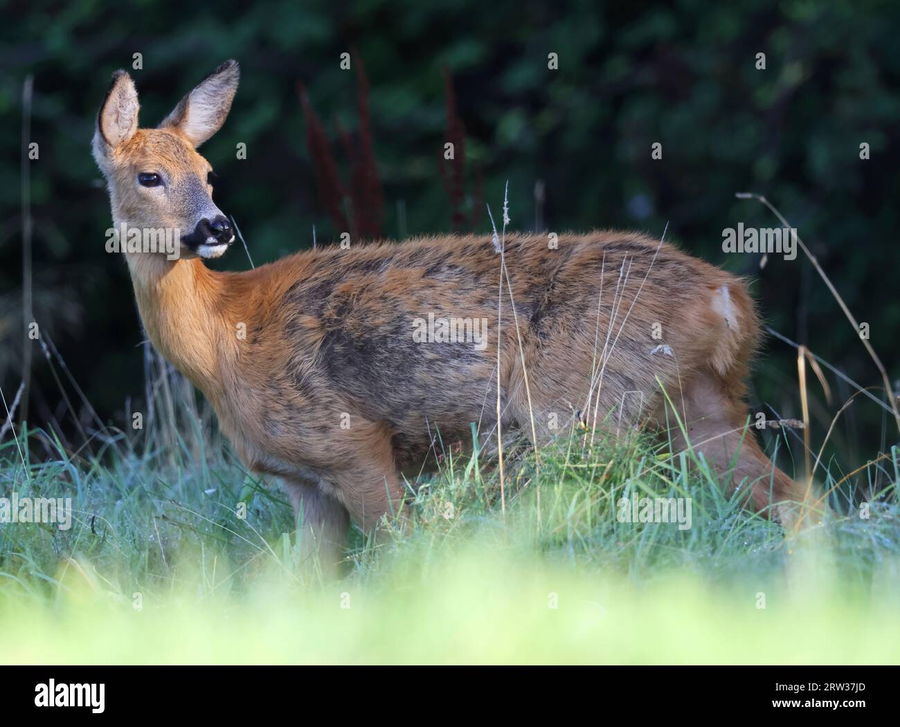 A Roe Deer doe (Capreolus capreolus) in the Cotswold Hills during the ...
