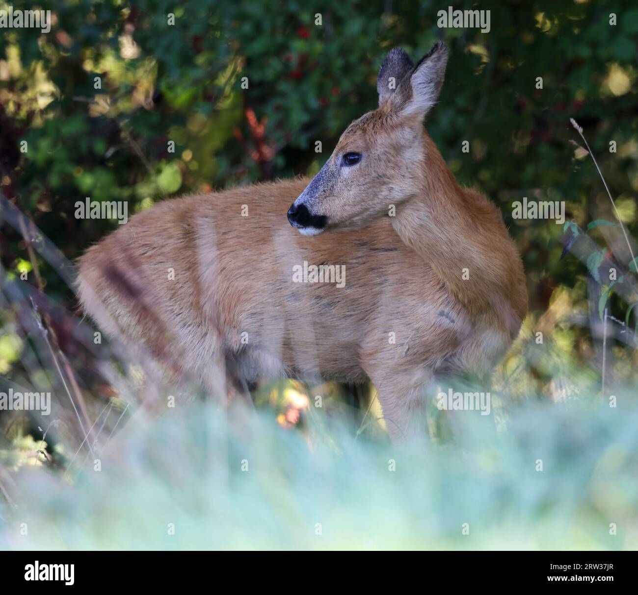 A Roe Deer doe (Capreolus capreolus) in the Cotswold Hills during the ...