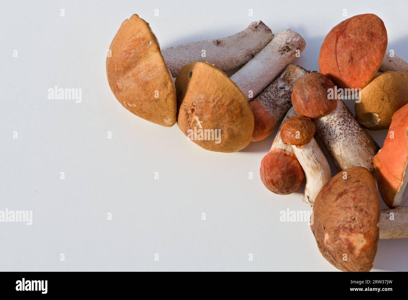Lovely edible mushrooms with orange cap Leccinum rufum on white ...