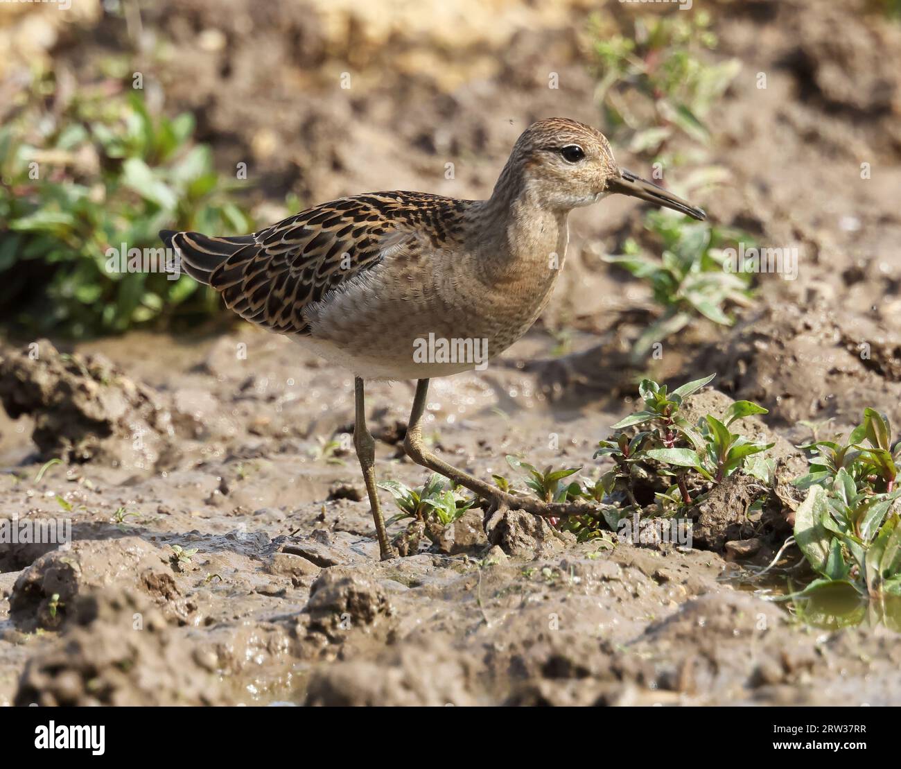 A Ruff (Calidris pugnax) on migration in the Autumn at Slimbridge ...