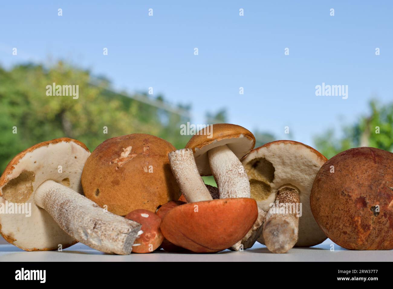 Lovely edible mushrooms with orange cap Leccinum rufum on white ...