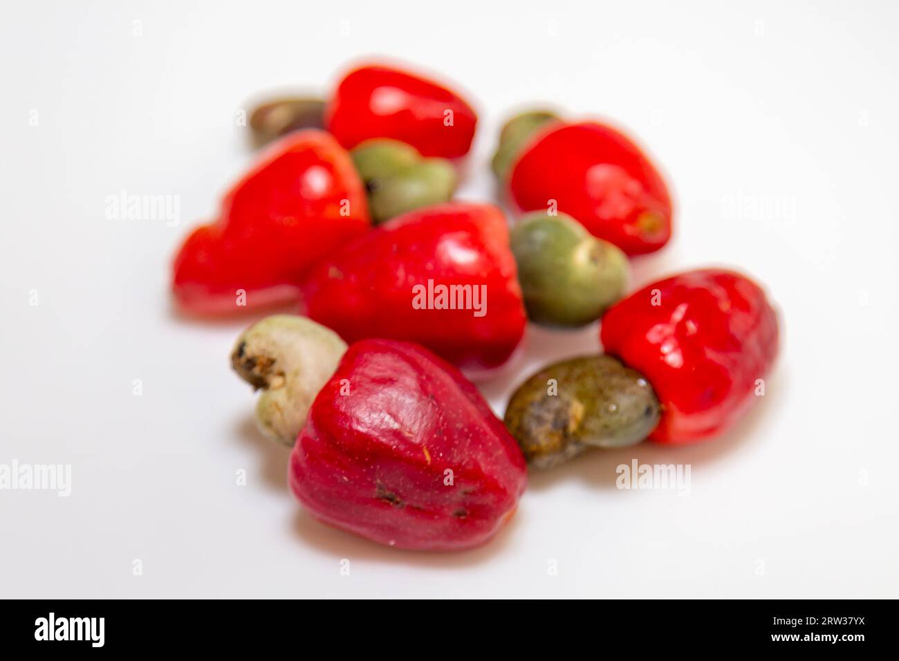 The cerrado cajuzinho (Anacardium humile), also known as cajuzinho-do ...