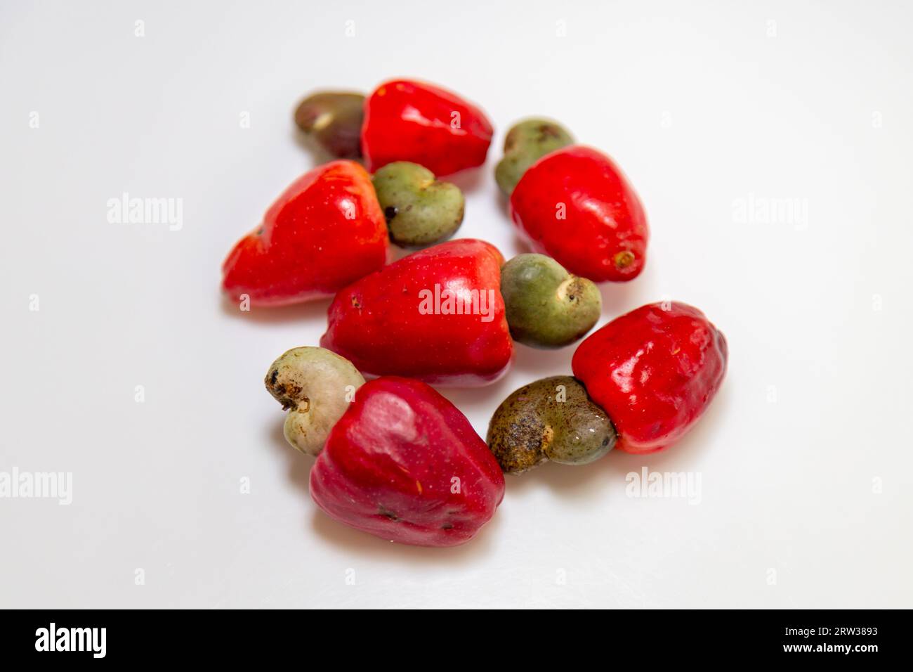 The cerrado cajuzinho (Anacardium humile), also known as cajuzinho-do ...