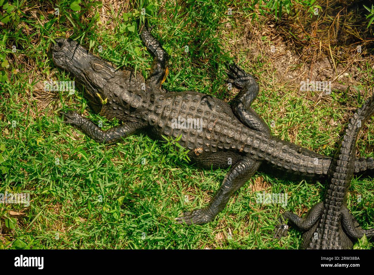 Large And Small Aligators Cuddle in swampy Everglades field Stock Photo ...