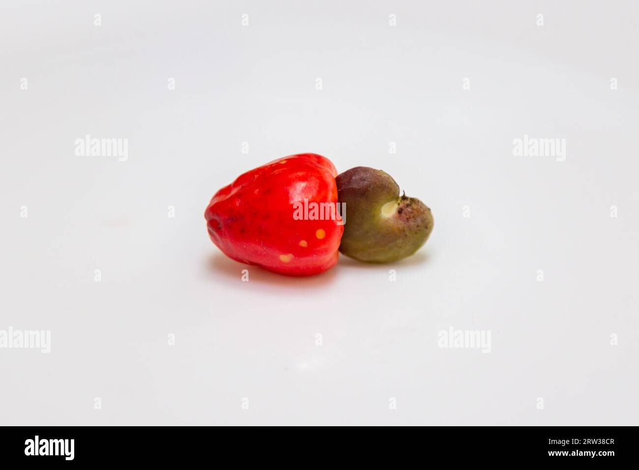 The cerrado cajuzinho (Anacardium humile), also known as cajuzinho-do ...