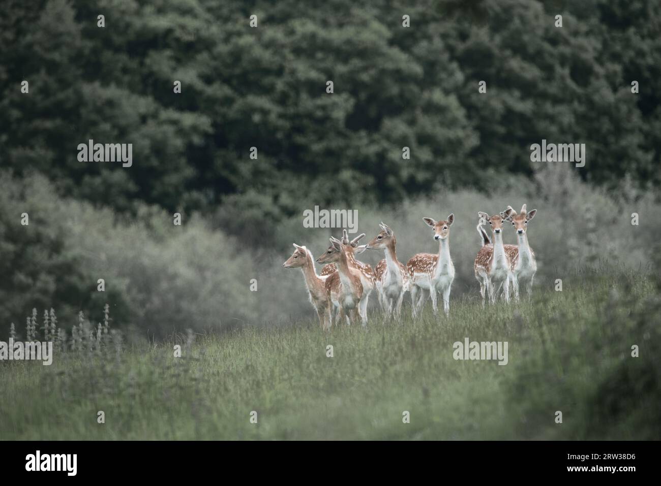 A herd of fallow deer against the background of large deciduous trees ...