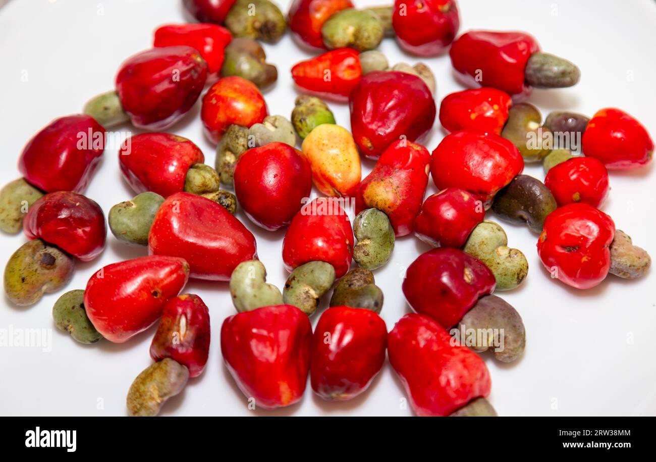 The cerrado cajuzinho (Anacardium humile), also known as cajuzinho-do ...