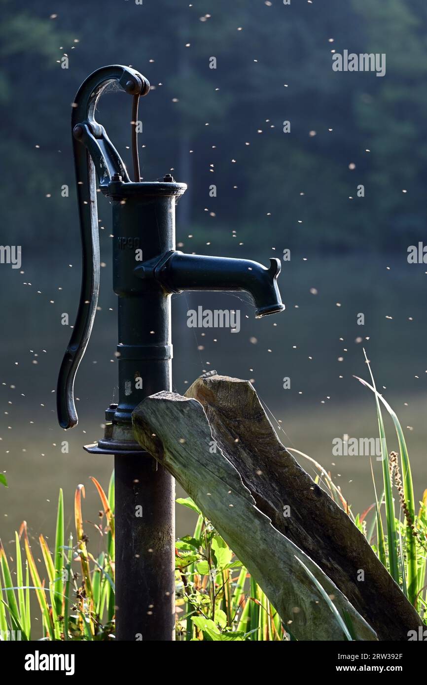 Swirling insects hi-res stock photography and images - Alamy