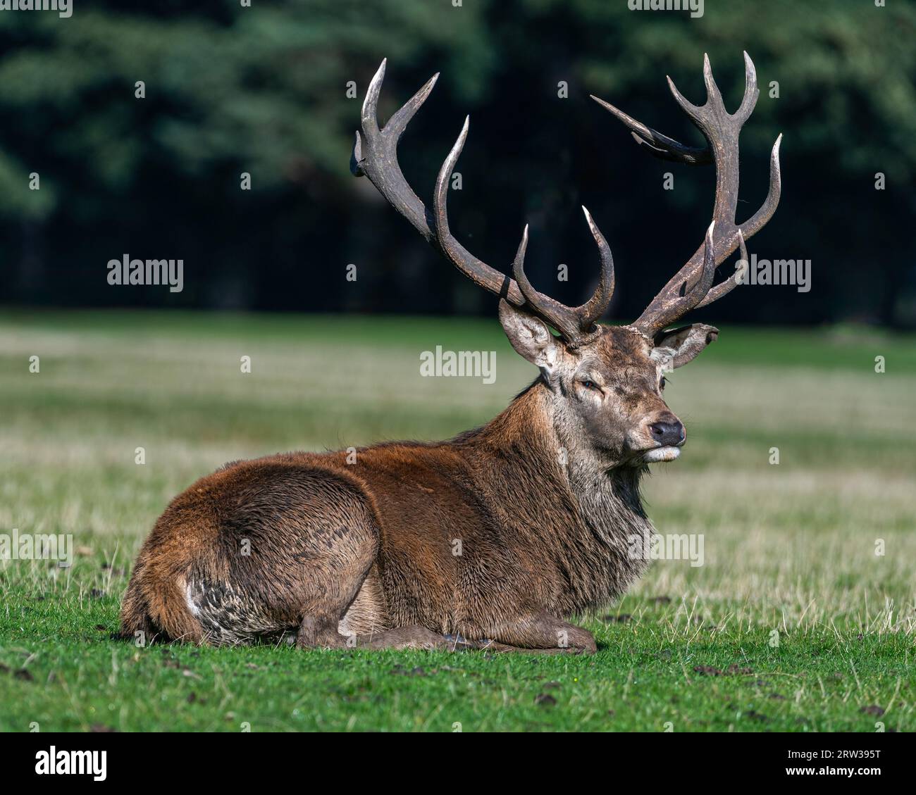 Red Deer Stag Stock Photo - Alamy
