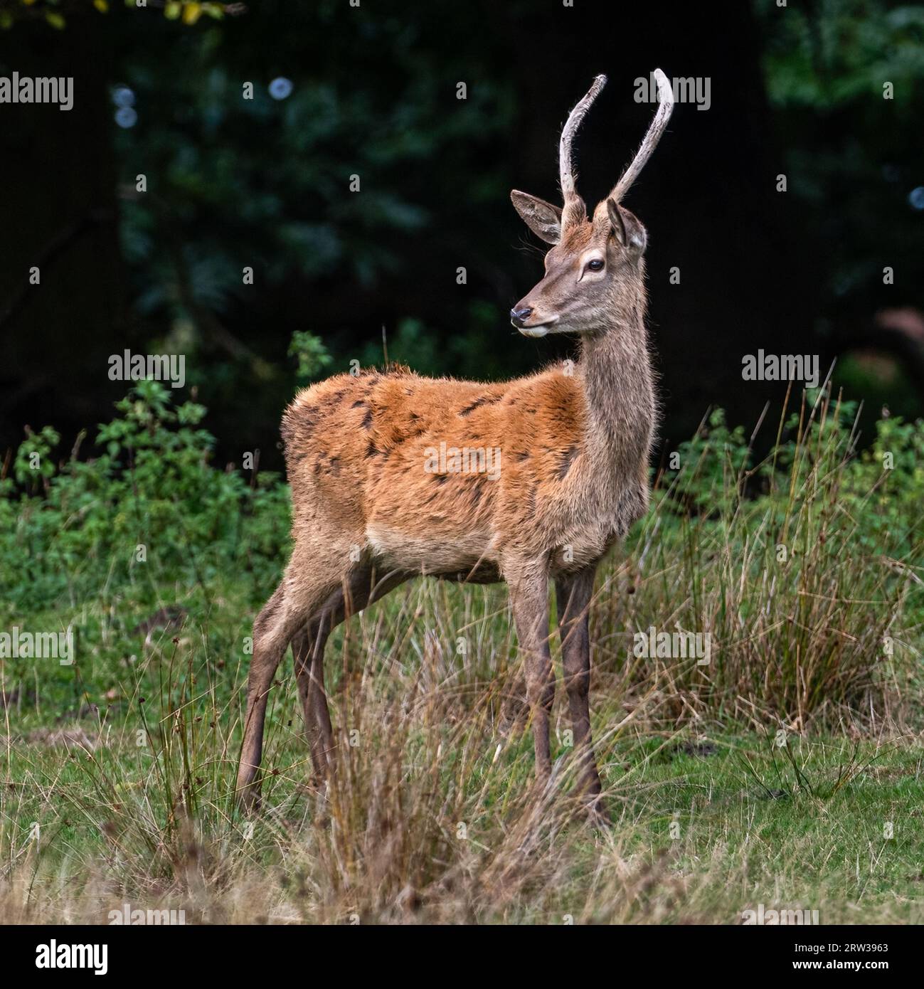 Red Deer Stag Stock Photo - Alamy