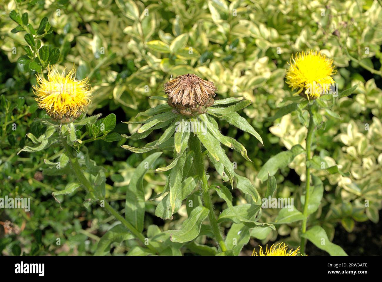 Yellow knapweed hi-res stock photography and images - Alamy