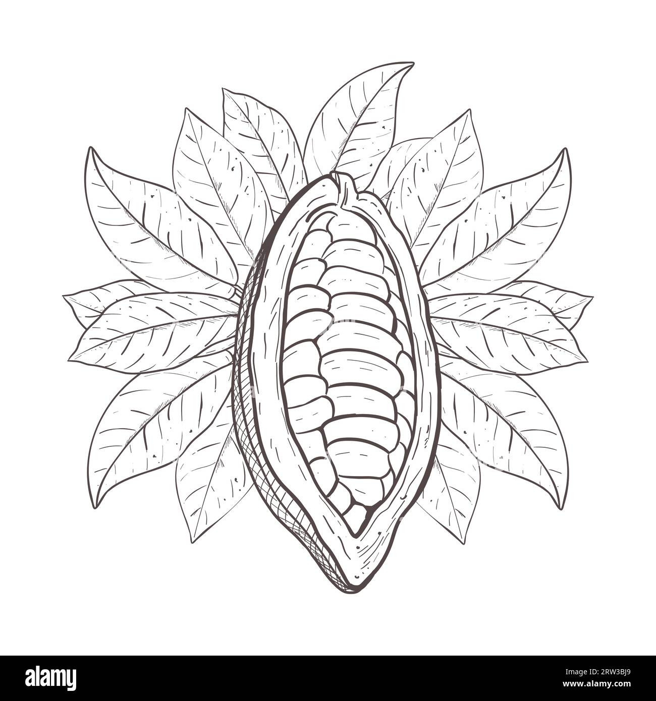 Vector illustration of raw cocoa opened unpeeled bean and cacao leaves ...