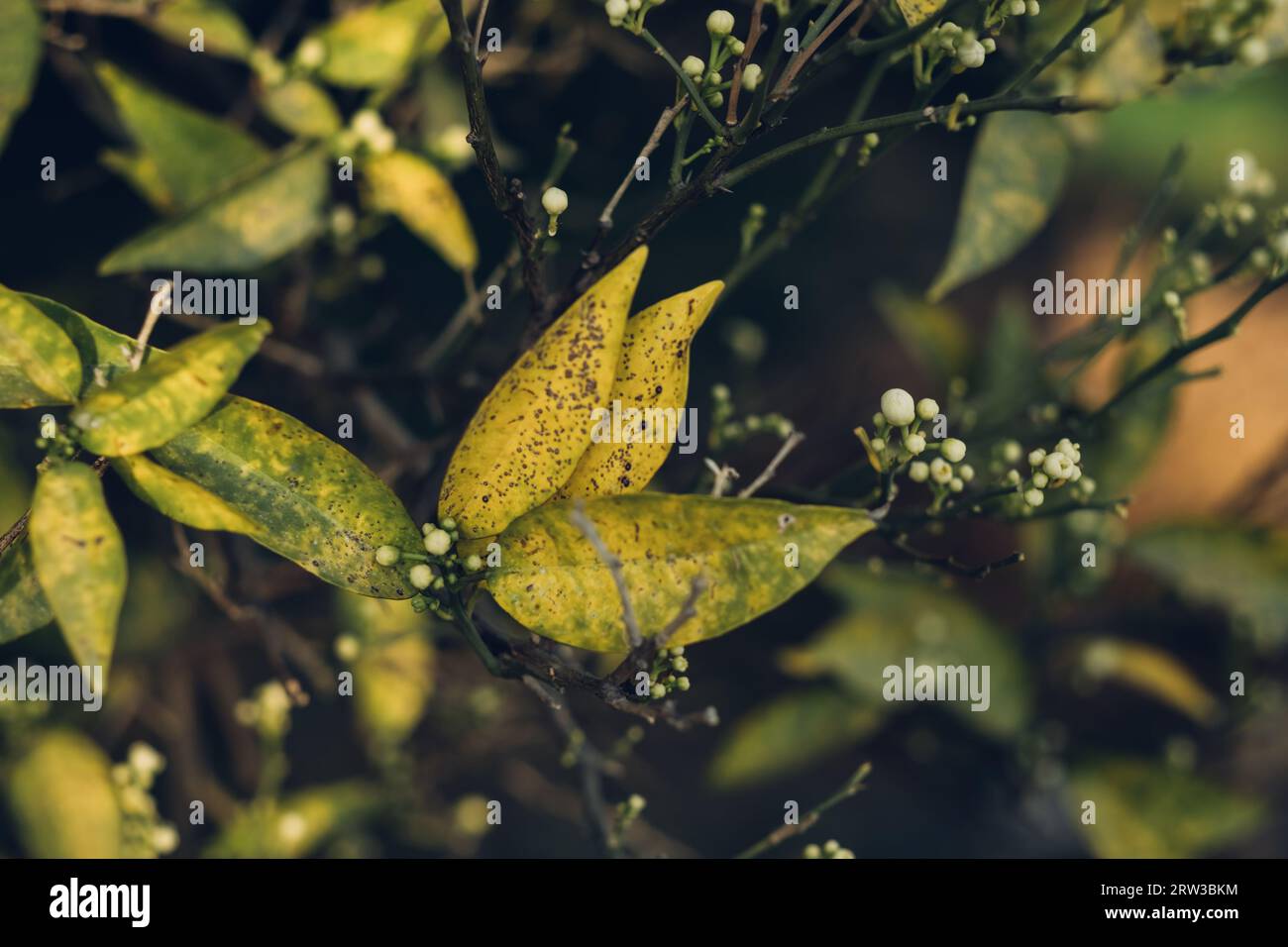 Citrus infection leaf hi-res stock photography and images - Alamy