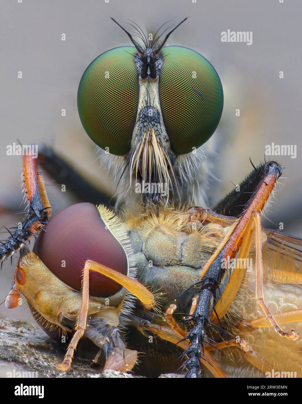 Portrait of a Common Awl Robberfly with green eyes (Neoitamus cyanurus ...