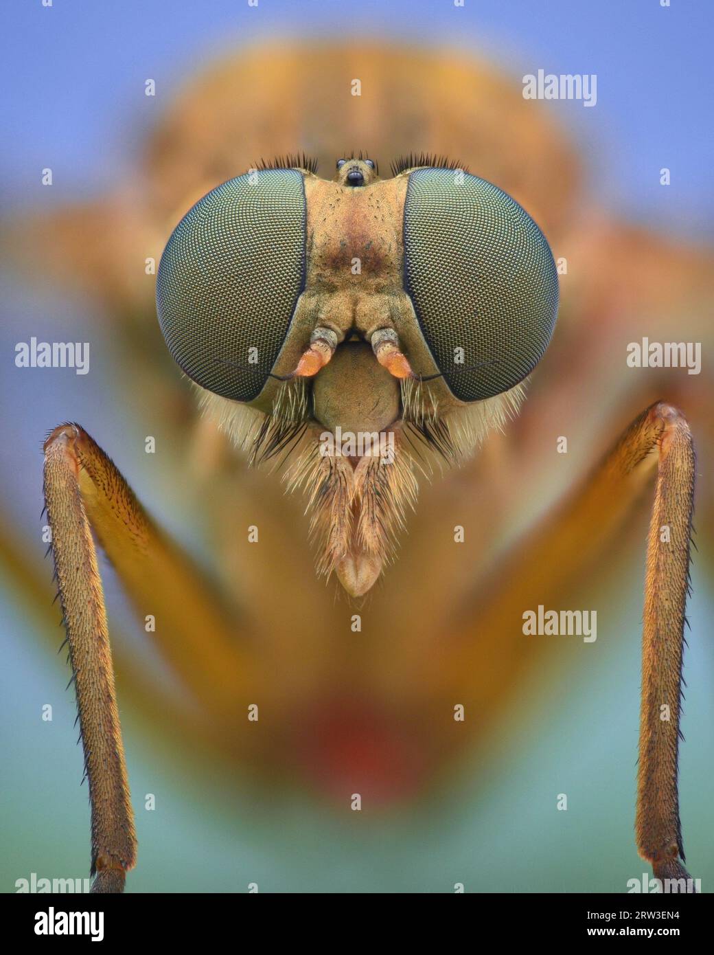 Portrait of an orange Marsh Snipe Fly with green compound eyes, blue ...