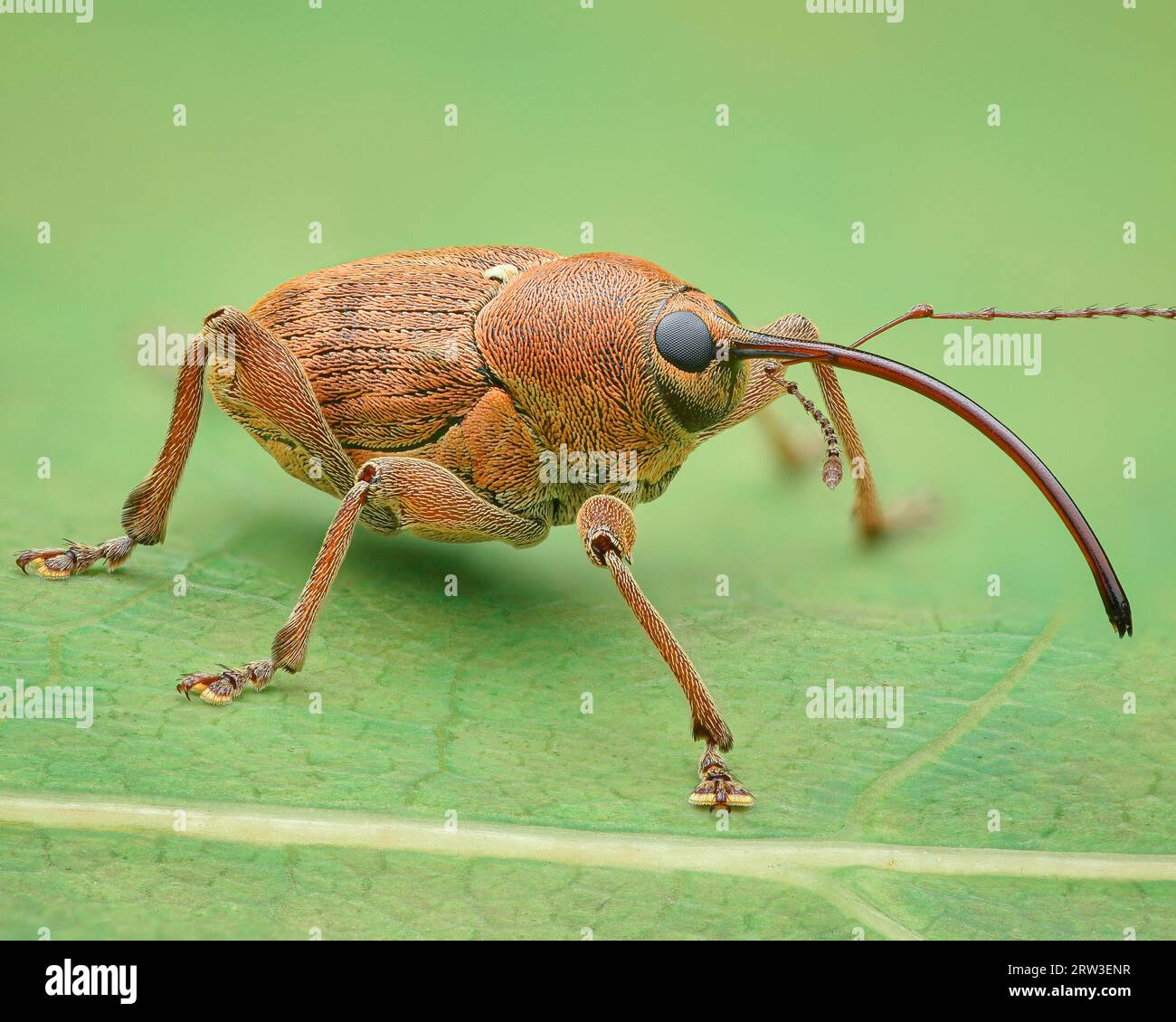 Side-view of brown weevil with a long proboscis standing on a green ...