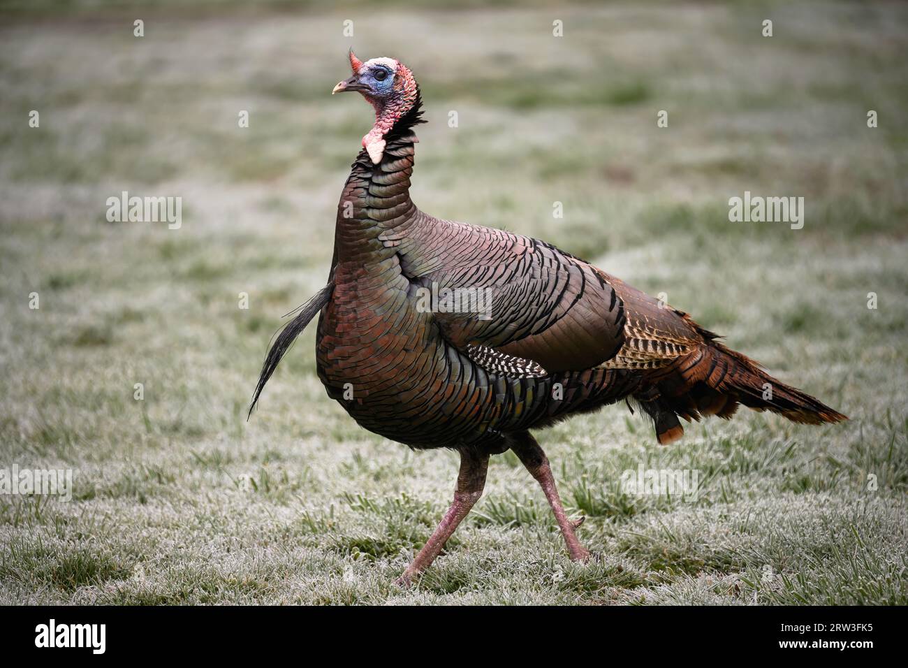 Wild turkey in Spring plumage roaming an urban neighborhood in Eugene ...