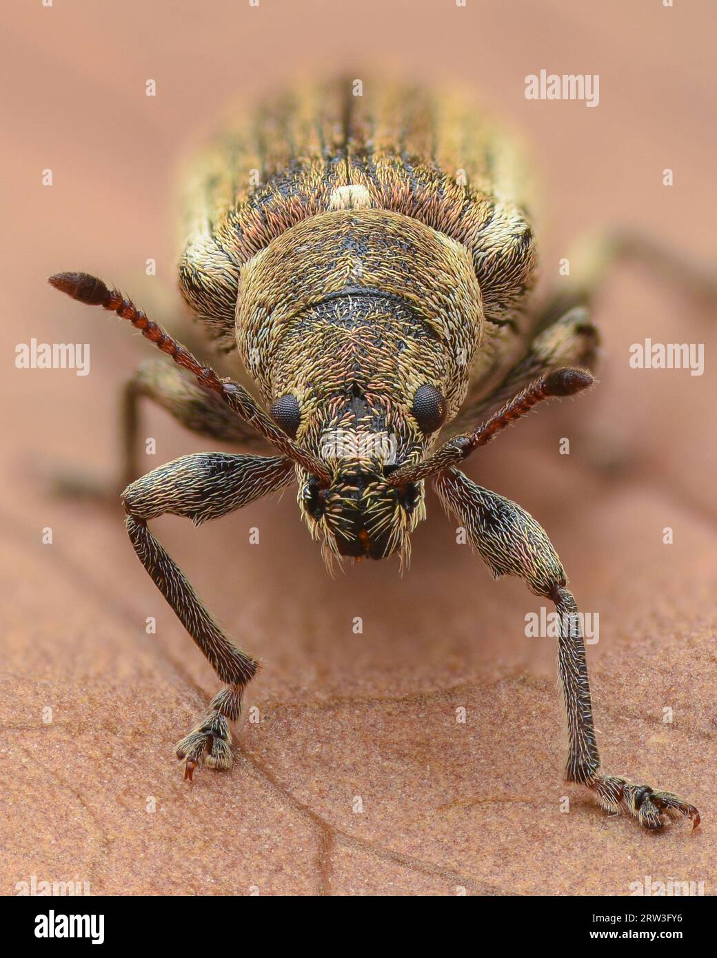 Portrait of a weevil with brown to copper scales with stripes (Common ...