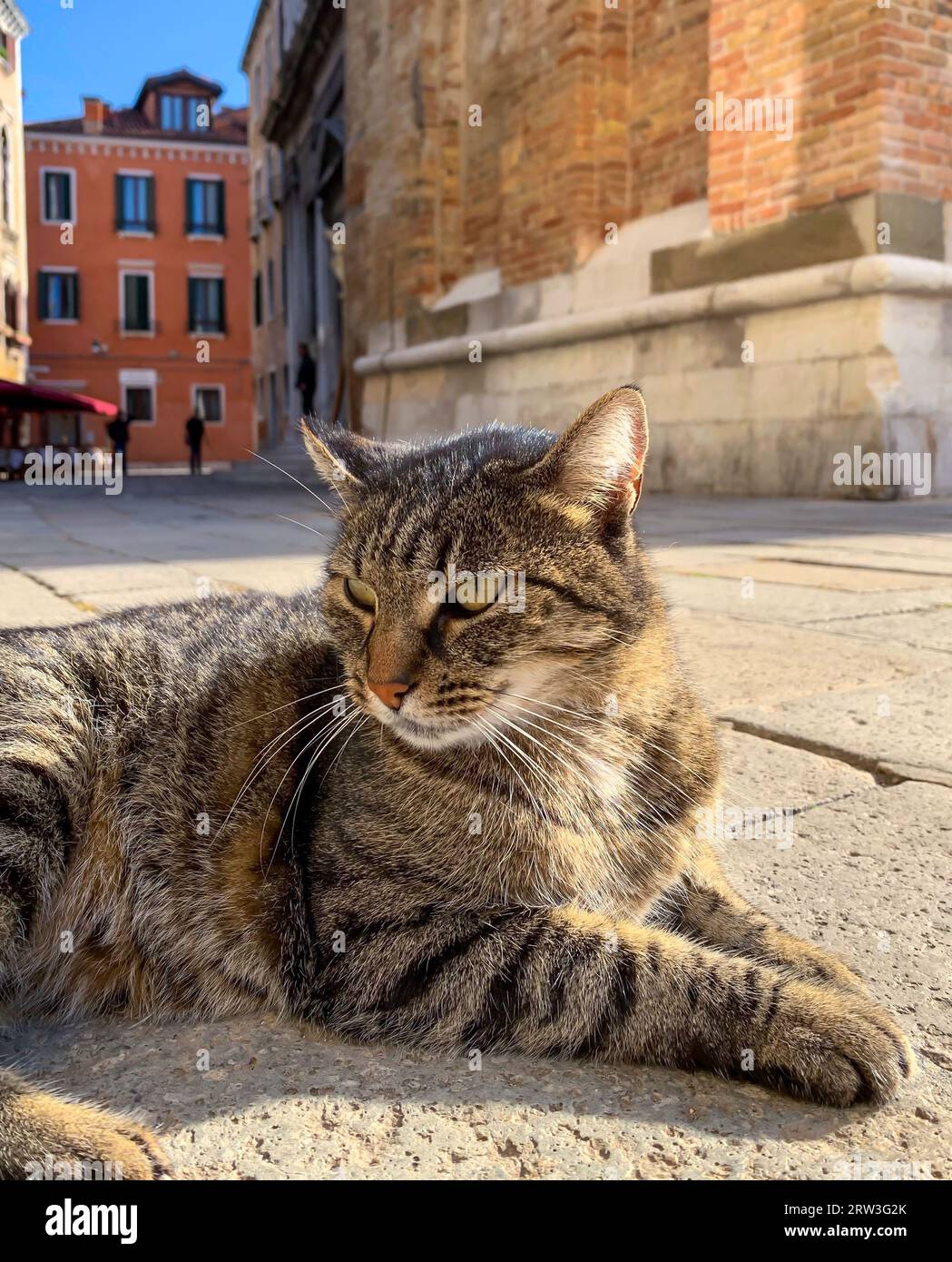 Italy tabby kitten hi-res stock photography and images - Alamy