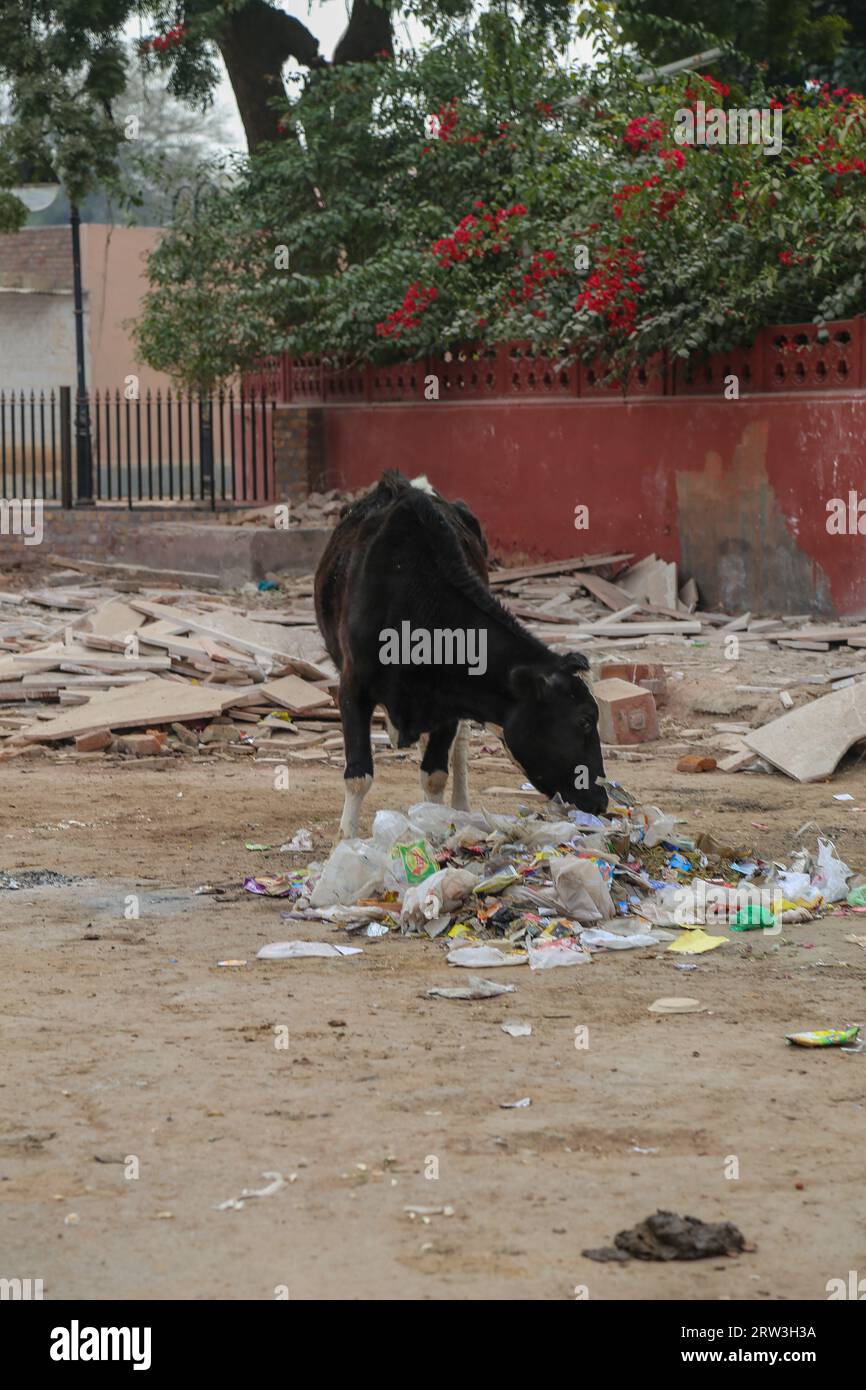 Cow on the street eating plastic garbage Stock Photo - Alamy