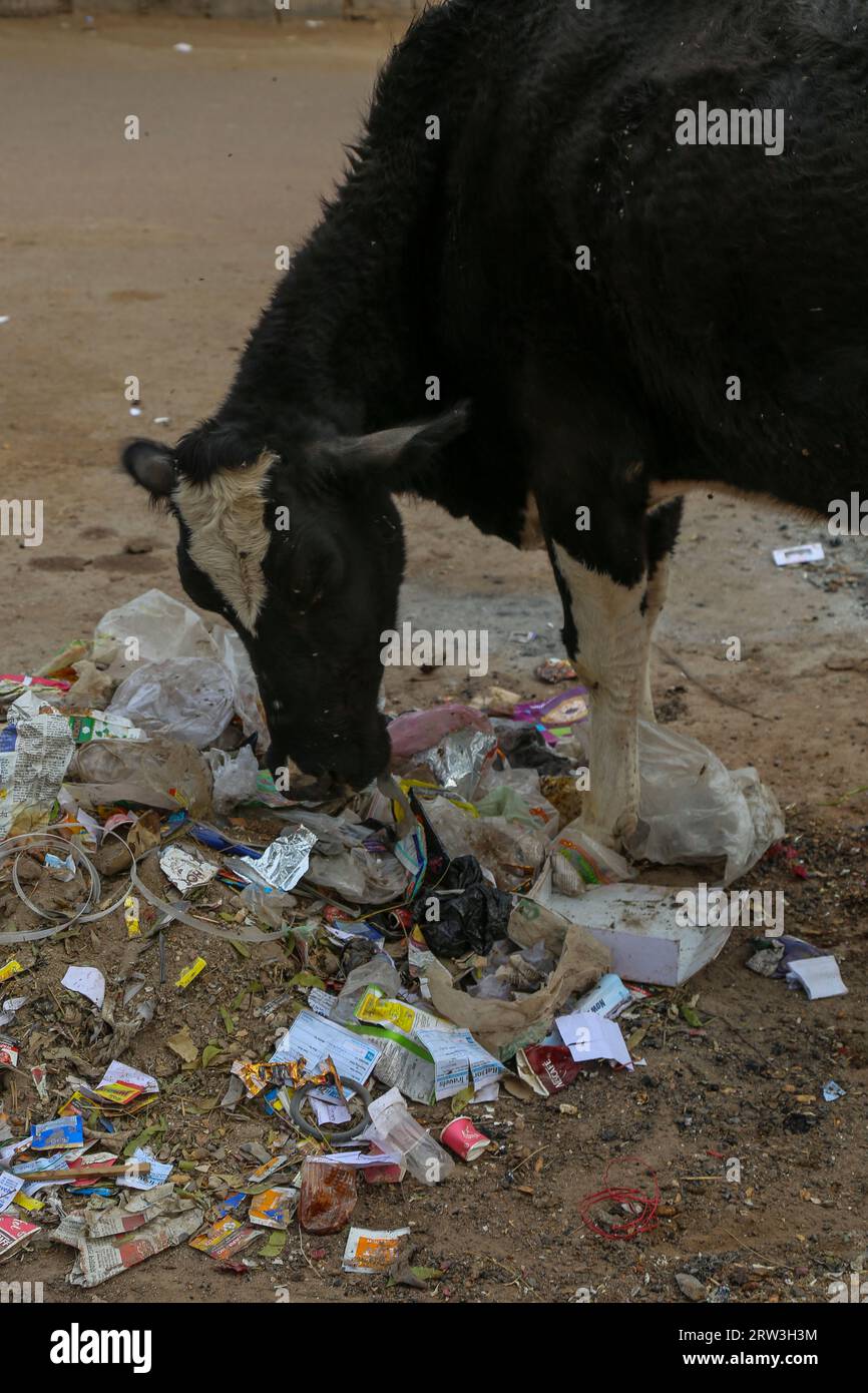 Cow on the street eating plastic garbage Stock Photo - Alamy