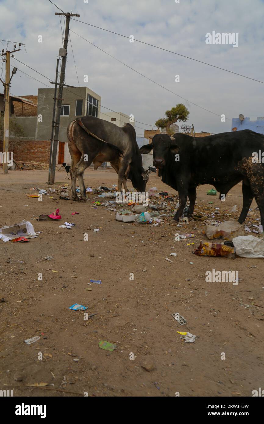 Cow on the street eating plastic garbage Stock Photo - Alamy