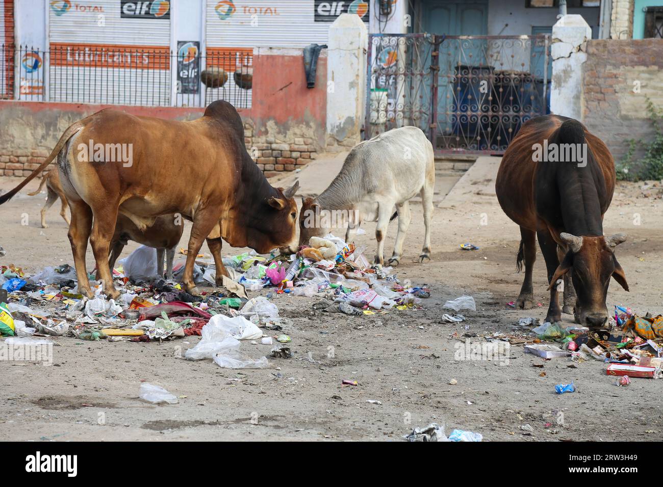 Plastic pollution india animals hi-res stock photography and images - Alamy