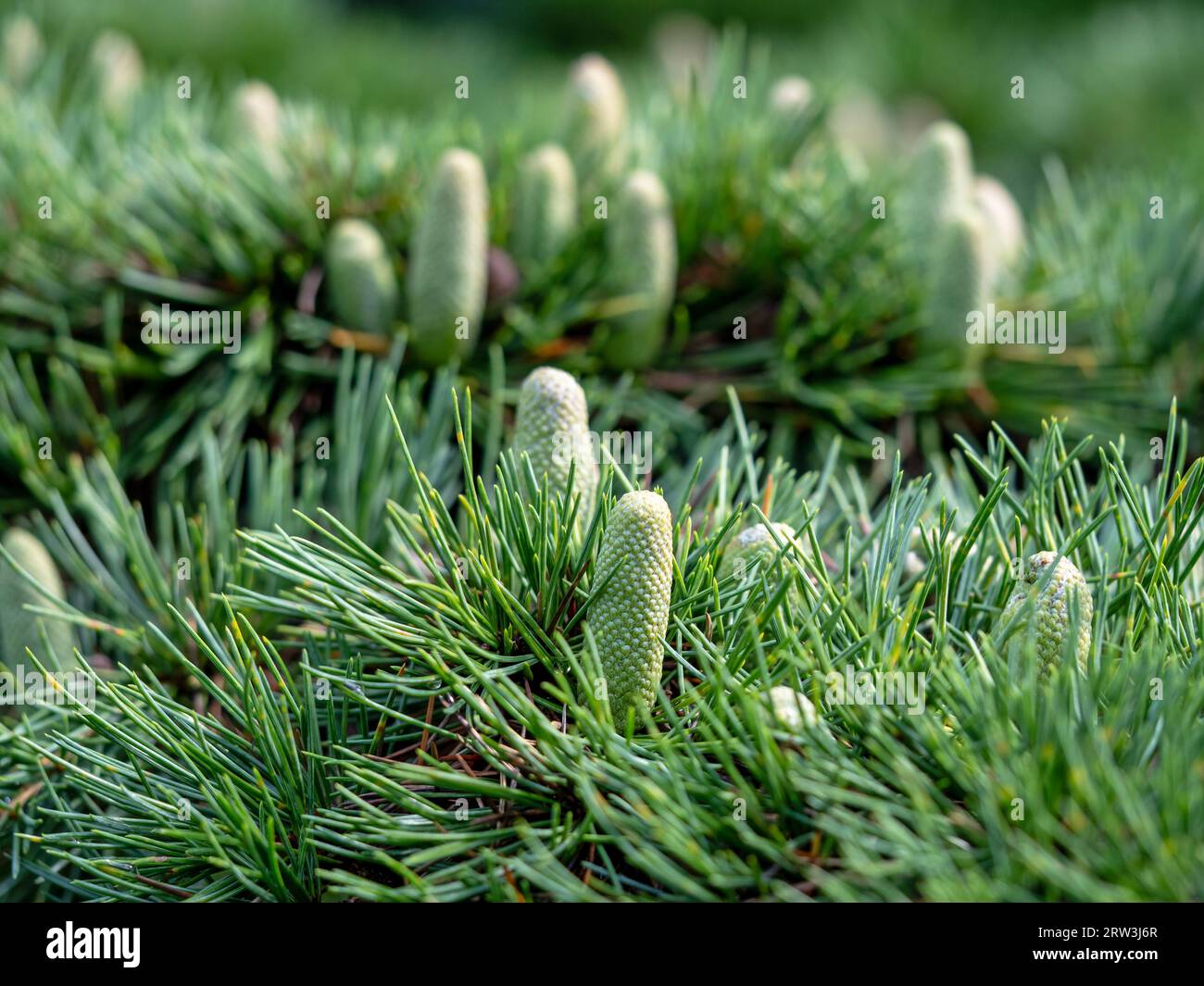 Closeup of cones of a weeping deodar cedar tree Stock Photo - Alamy