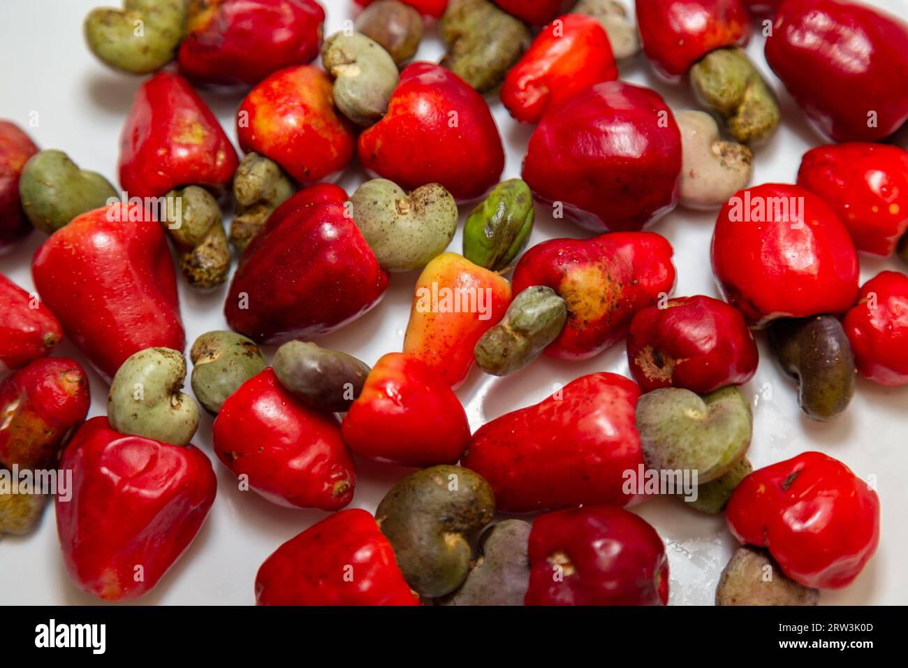 The cerrado cajuzinho (Anacardium humile), also known as cajuzinho-do ...