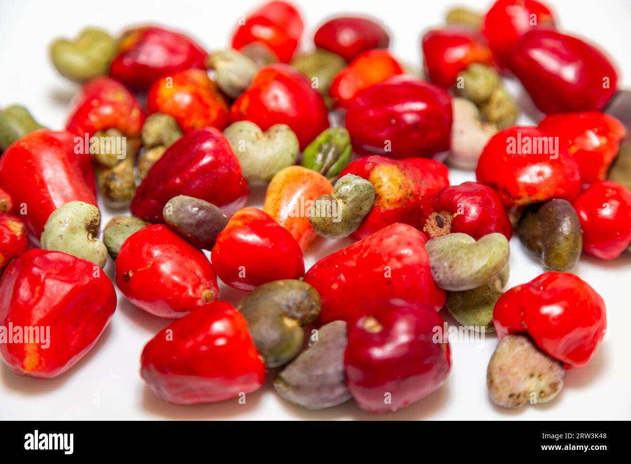The cerrado cajuzinho (Anacardium humile), also known as cajuzinho-do ...
