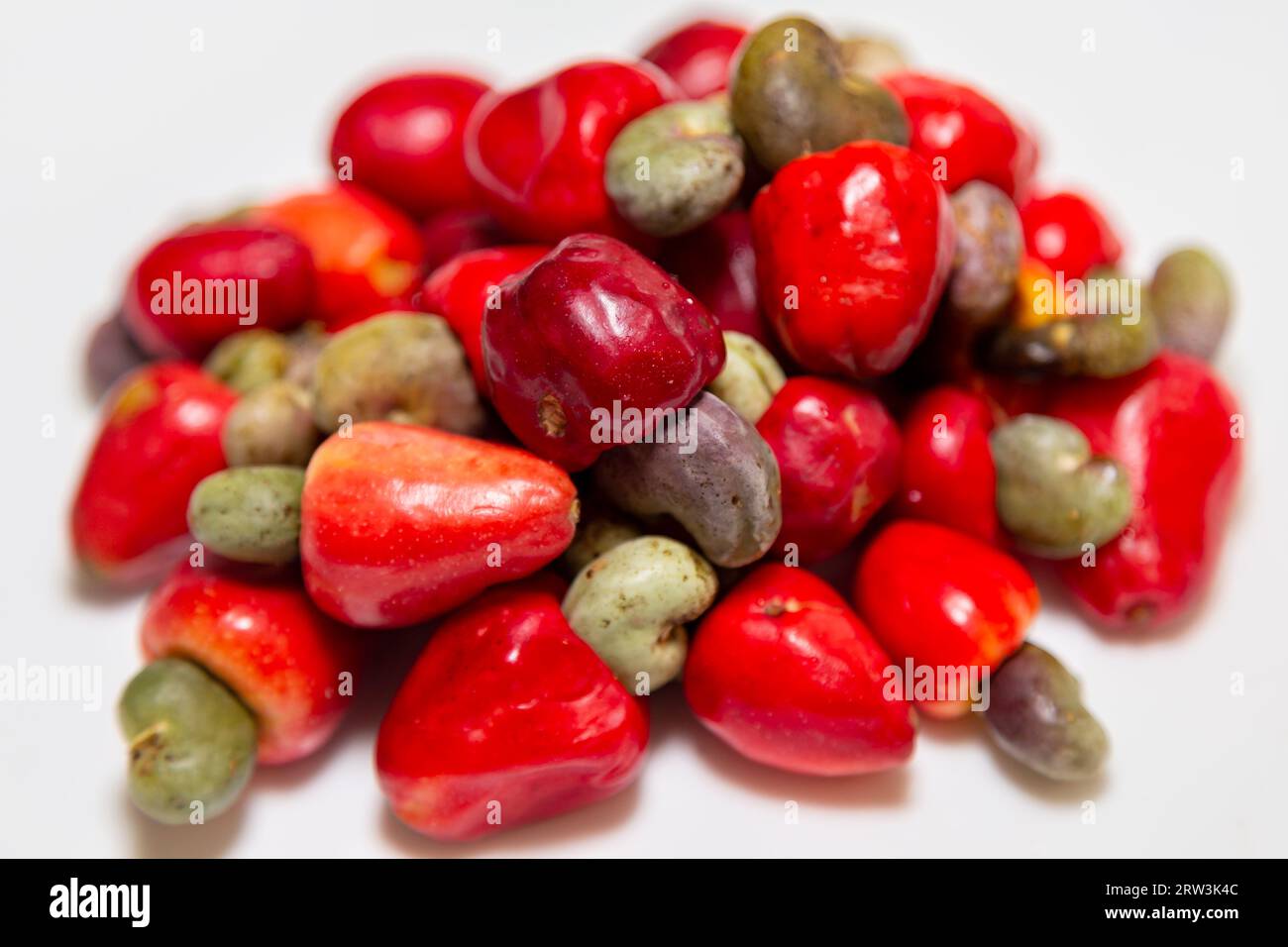 The cerrado cajuzinho (Anacardium humile), also known as cajuzinho-do ...